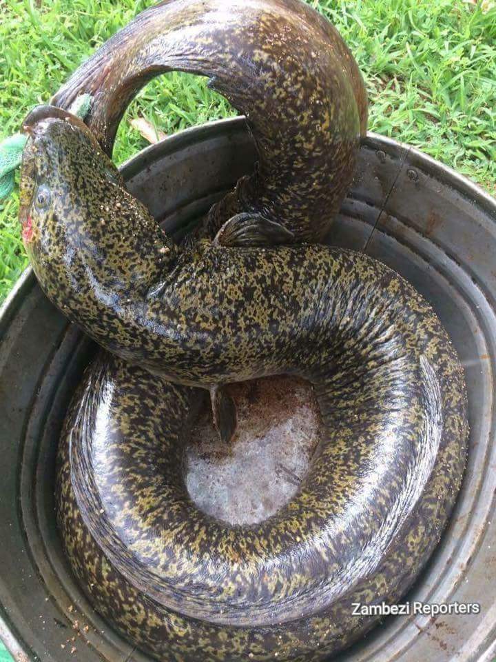 See this snake like fish caught in River Malawi | OddNaija