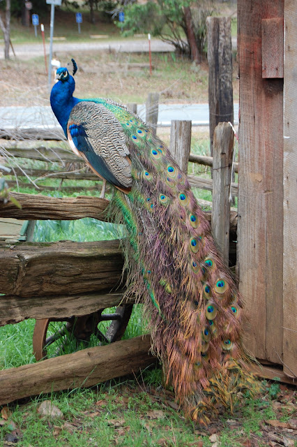 Over Good Ground: Have you ever heard a donkey bray?