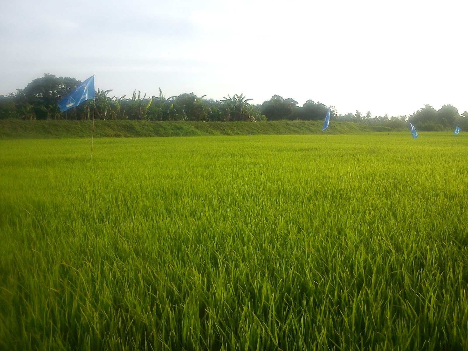 BIO ONE PLUS.BAJA ORGANIK: Bio-One-plus ( Penggunaan Pada Petak Sawah ...