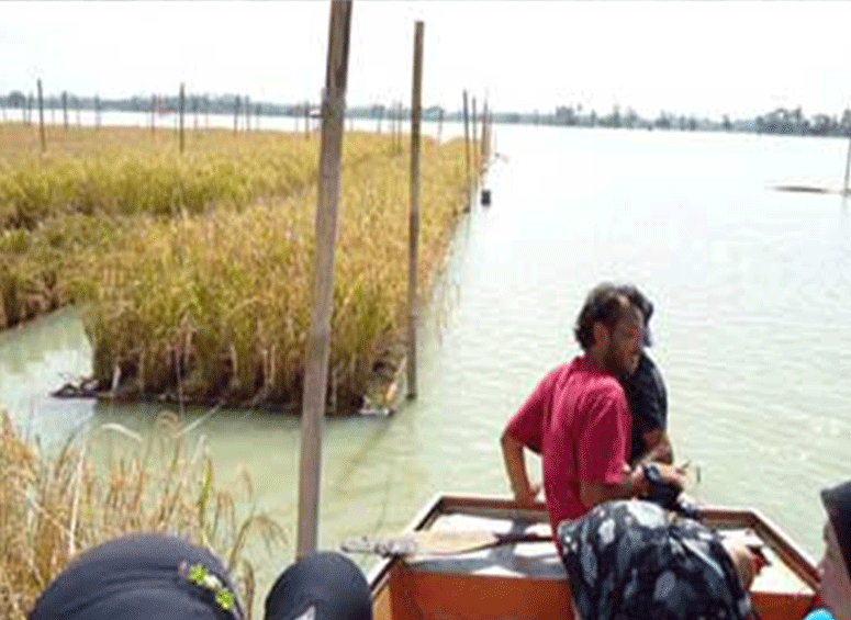 Cara Budidaya Padi Dengan Cara Sawah Apung | Pertanian Padi