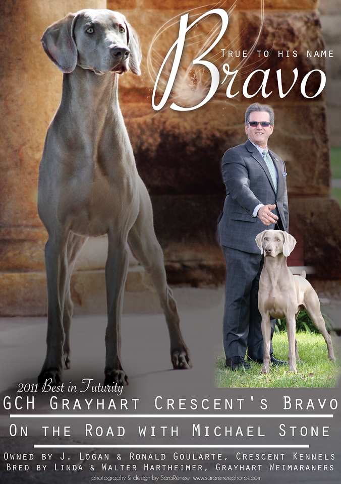 Grayhart Weimaraners: Bravo wins Sporting Group 3!