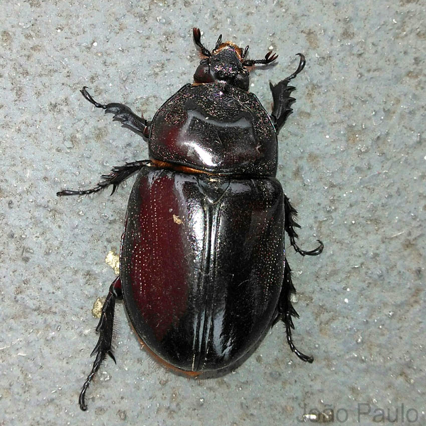 Insetologia - Identificação de insetos: Besouro Rinoceronte Strategus ...