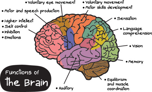A Slice Of Lyme Lyme On The Brain Part 1 The Basics A Slice Of Lyme Lyme On The Brain Part 1 The Basics