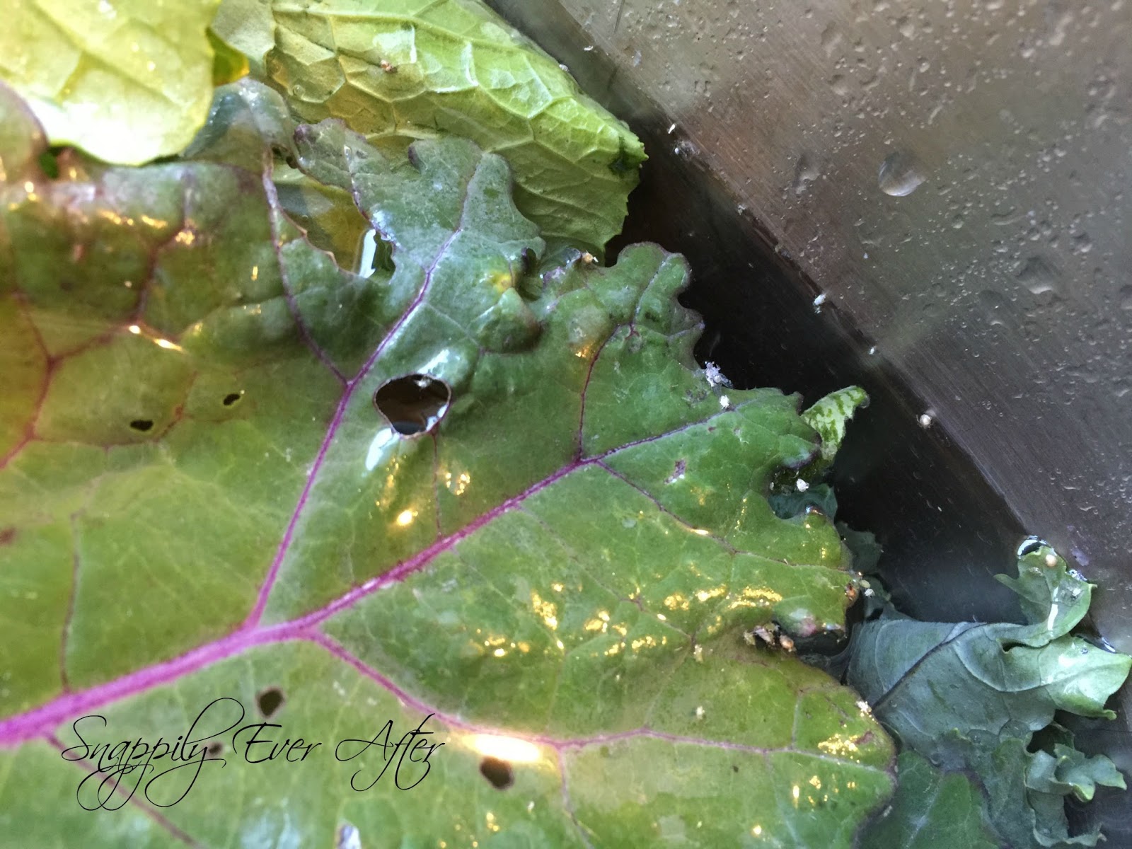 Snappily Ever After: How to Clean Your Kale - Ahh Bugs!!