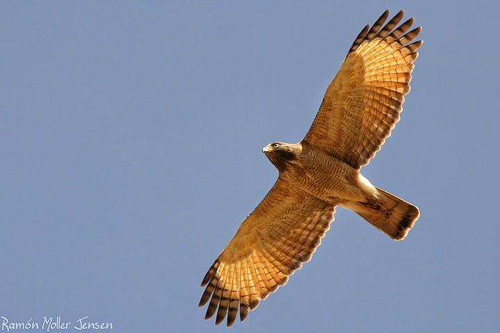 Bellas Aves de El Salvador: Buteo (Rupornis) magnirostris (gavilán ...