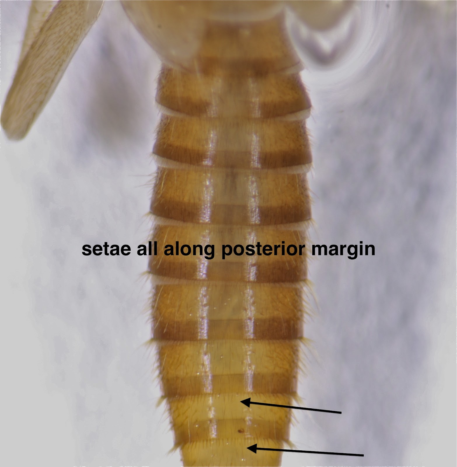 Aquatic Insects of Central Virginia: Chloroperlidae (Green Stonefly ...