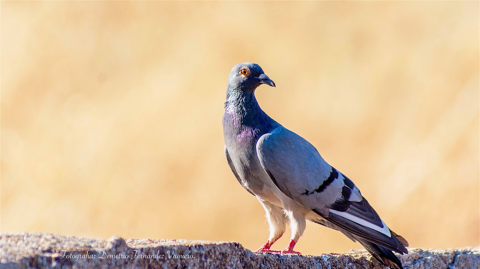 Paloma , 2 fotos | Fotografía Demetrio Fernández