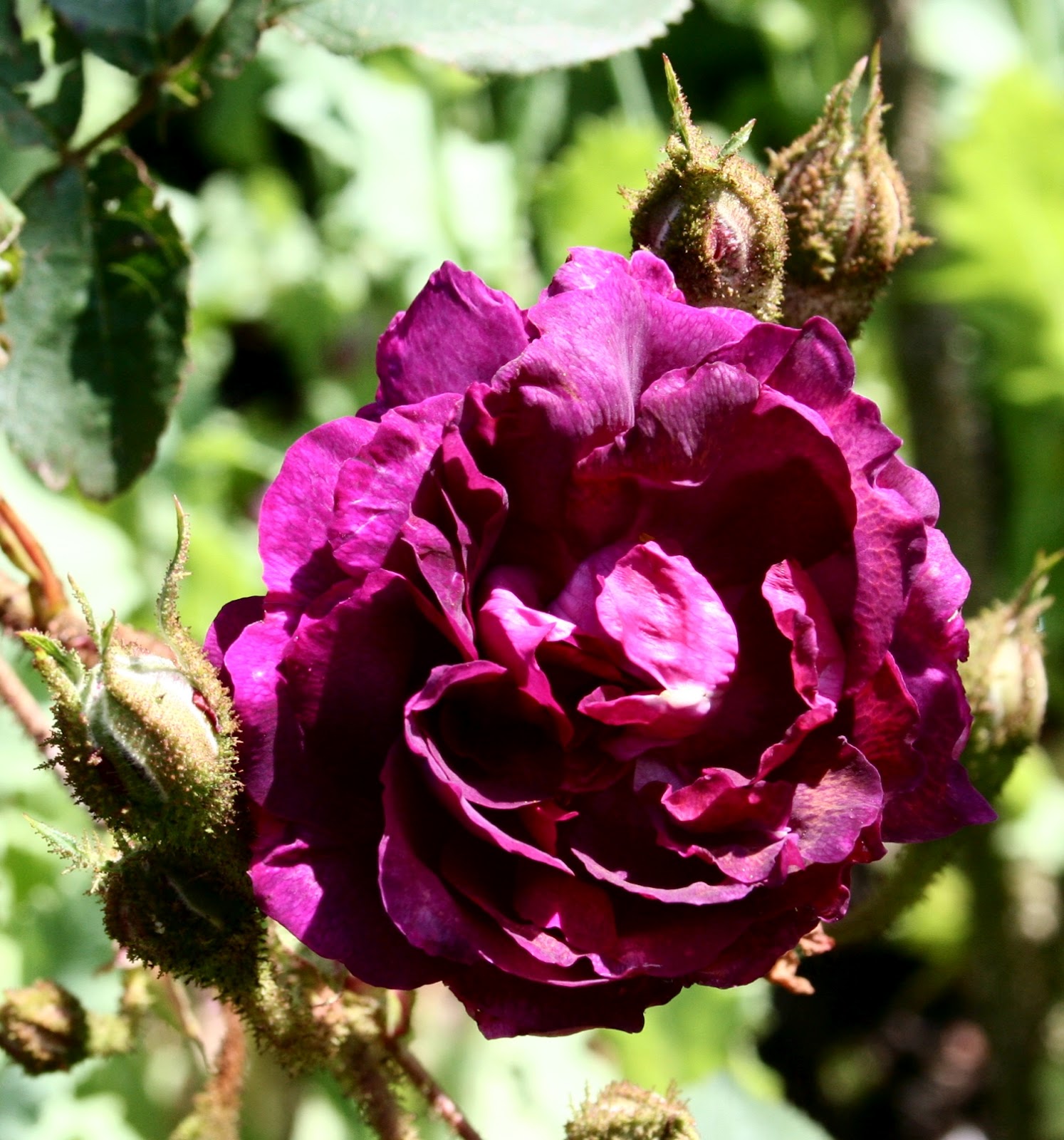 Scottish Artist and his Garden: Shrub Roses