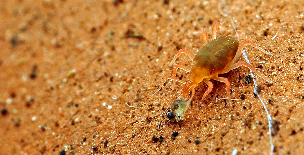 JJ's Photographic nature blog: If you can't see this, please click here!