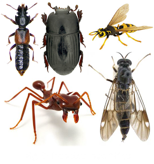 Animales Invertebrados: Los Insectos