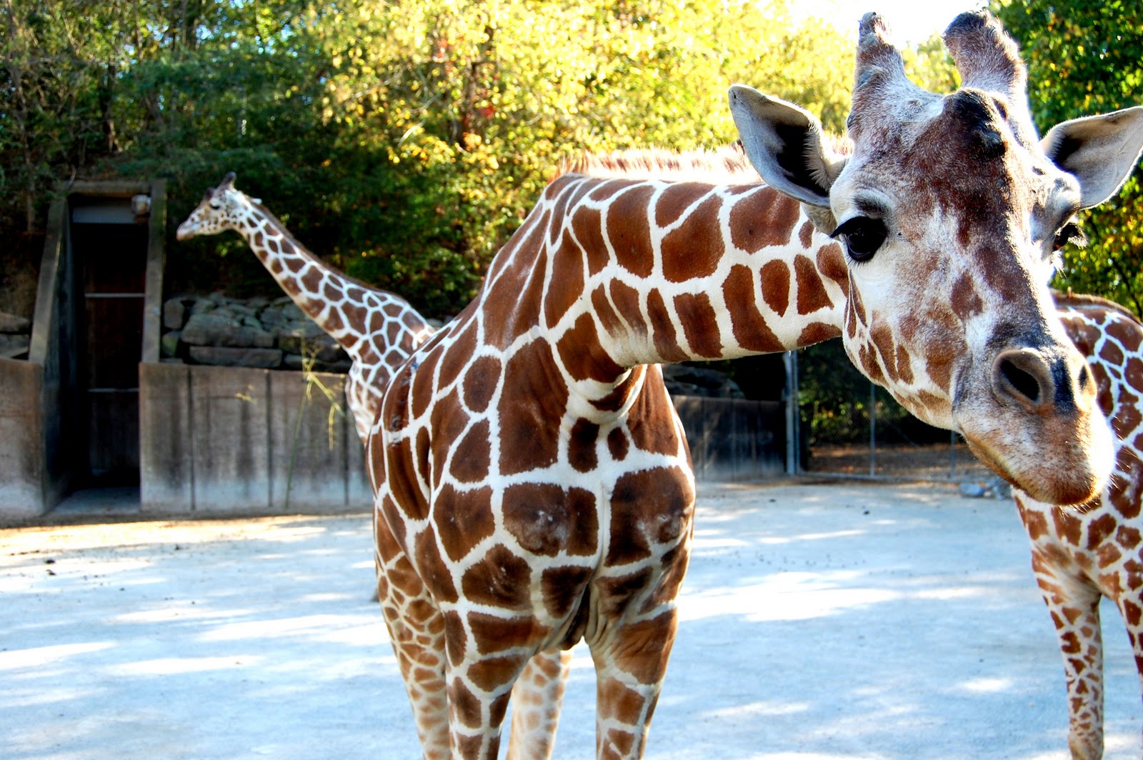 habibi: The Memphis Zoo
