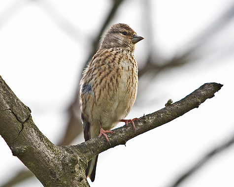 CAMBRIDGESHIRE BIRD CLUB GALLERY: Linnet