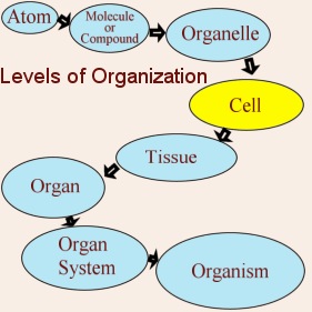 Agatha Cleorena: Cell growth and divosion