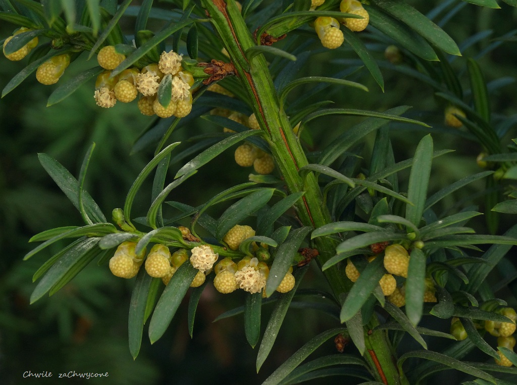 Chwile zaChwycone: Cis pospolity w marcu