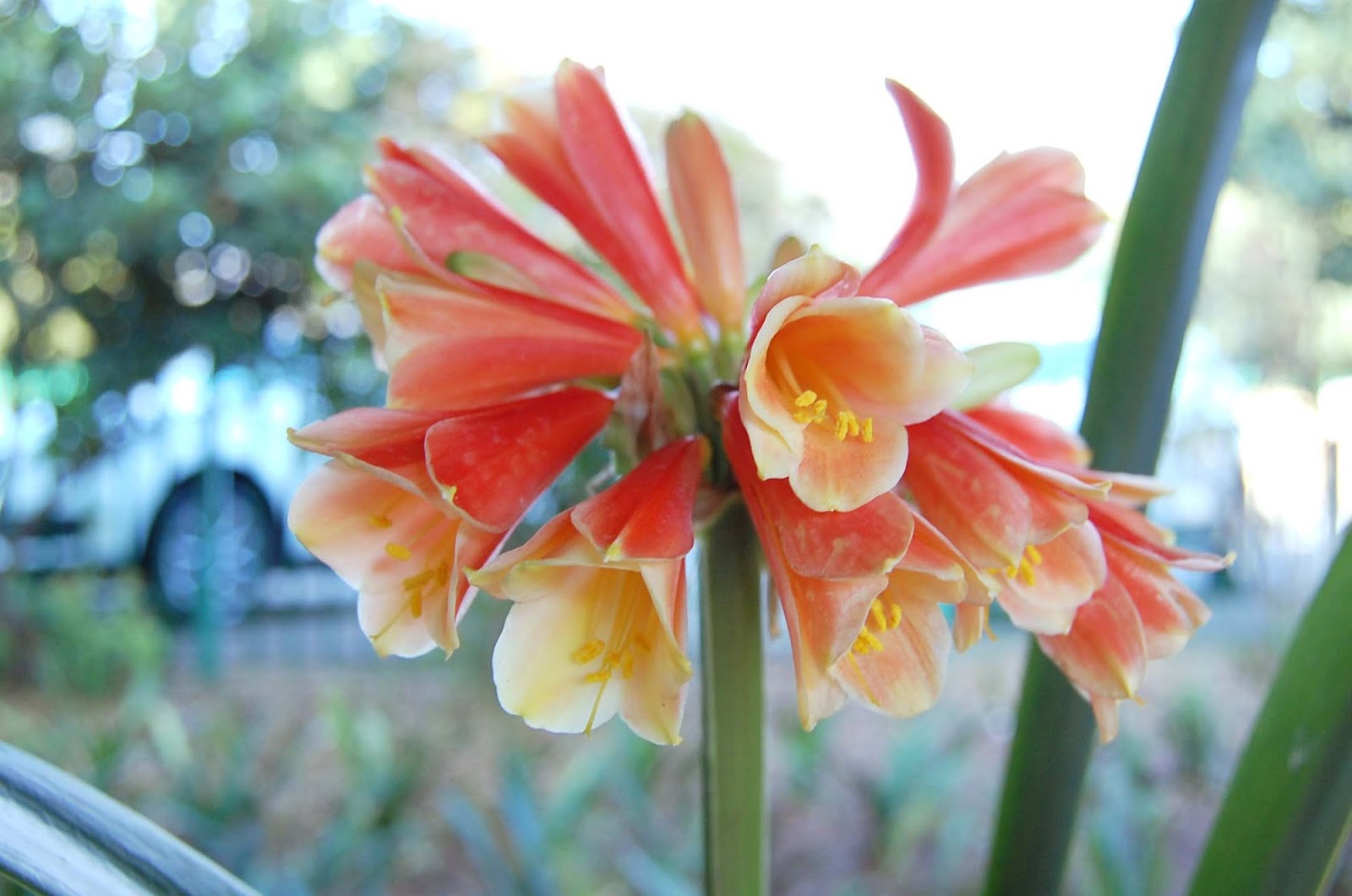 Clivia Breeding: Interspecific clivias