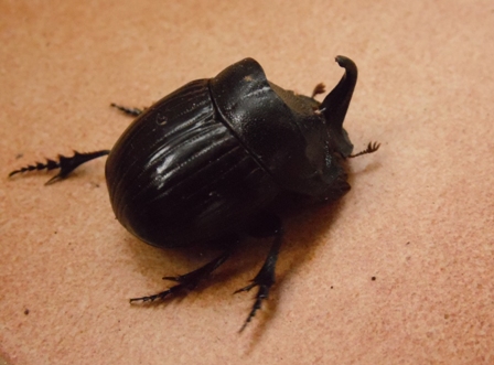 angelo gilotti: Scarabeo rinoceronte