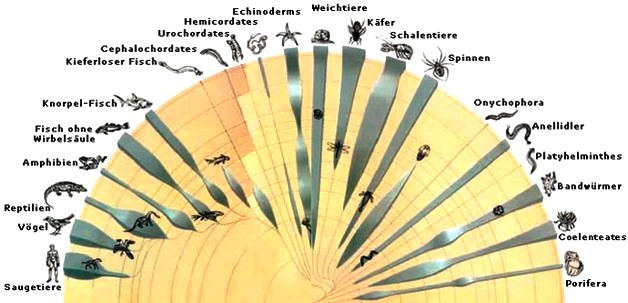 Evolution : September 2015