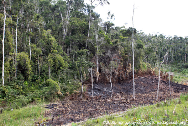 Tropical Rainforests in Madagascar: Human Impact