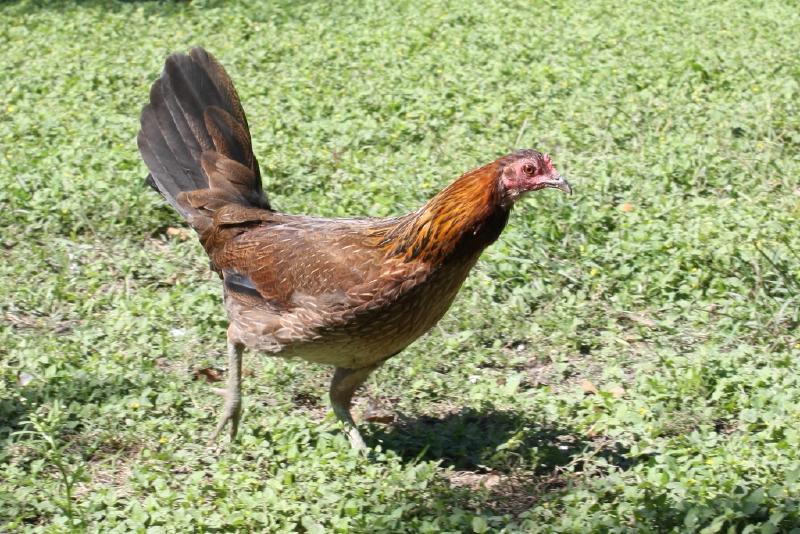 Breed Savers: Standard Old English Game Fowl