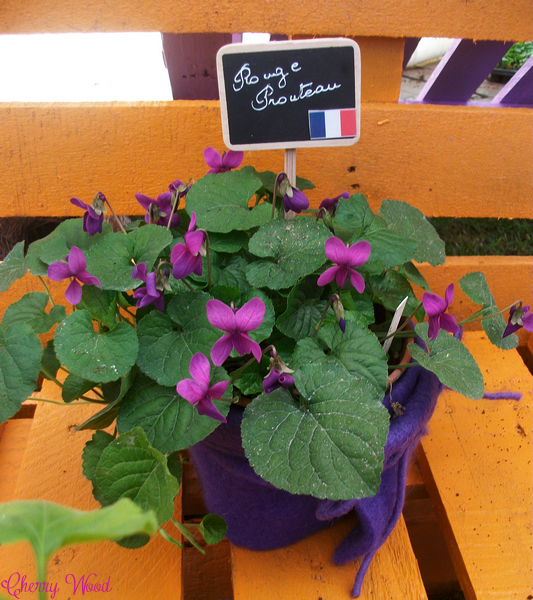 Cherry Wood ~ チェリーウッド: Fête de la Violette 2013