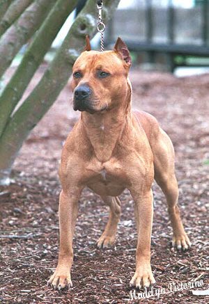 Info Pit Bull (Material Historico-Informativo): Estándar oficial del A ...