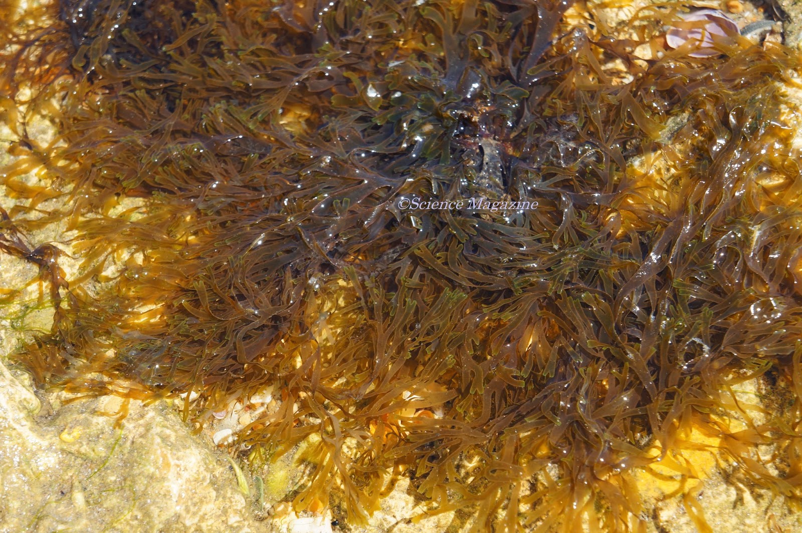 Science Magazine: Nature Spotting