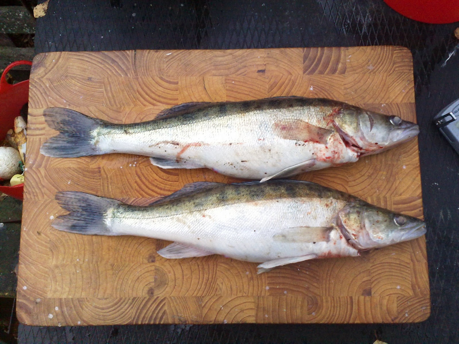 Kotimainen kala: Kalan nostoväline.