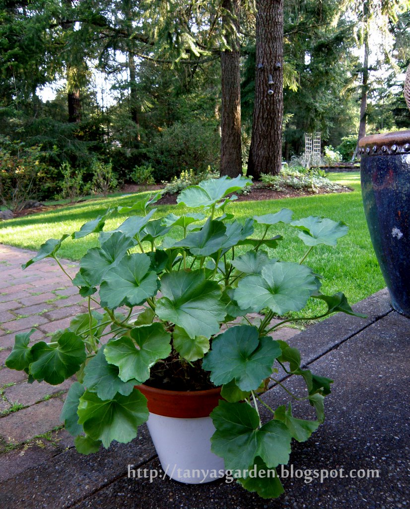 MySecretGarden: Geraniums From My German Trip
