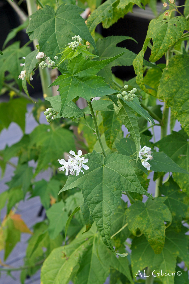 The Buckeye Botanist: The Story of my Sida