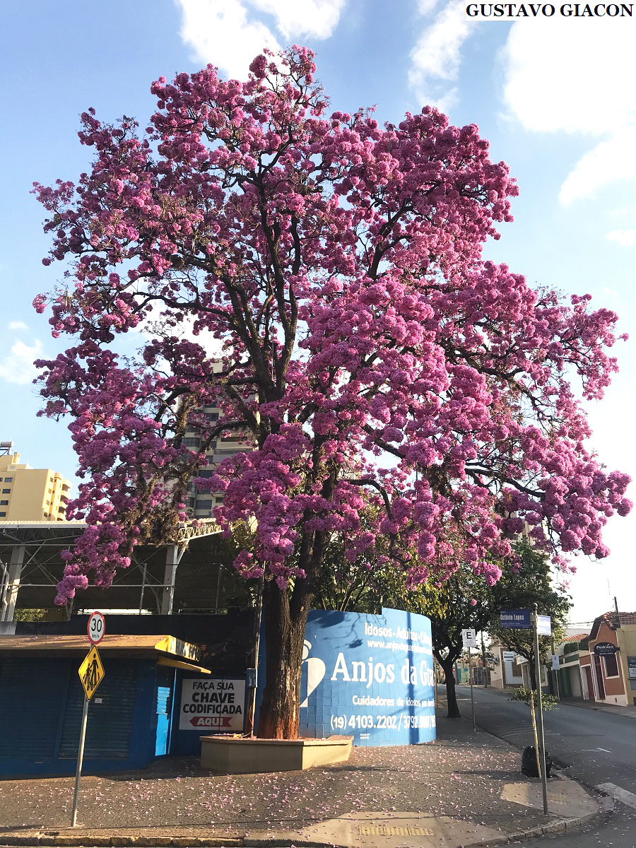 Viveiro Ciprest - Plantas Nativas e Exóticas: Ipê Roxo da Mata ...