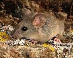 PLAAN : Ratón Orejón Andino - Phylotis andinum