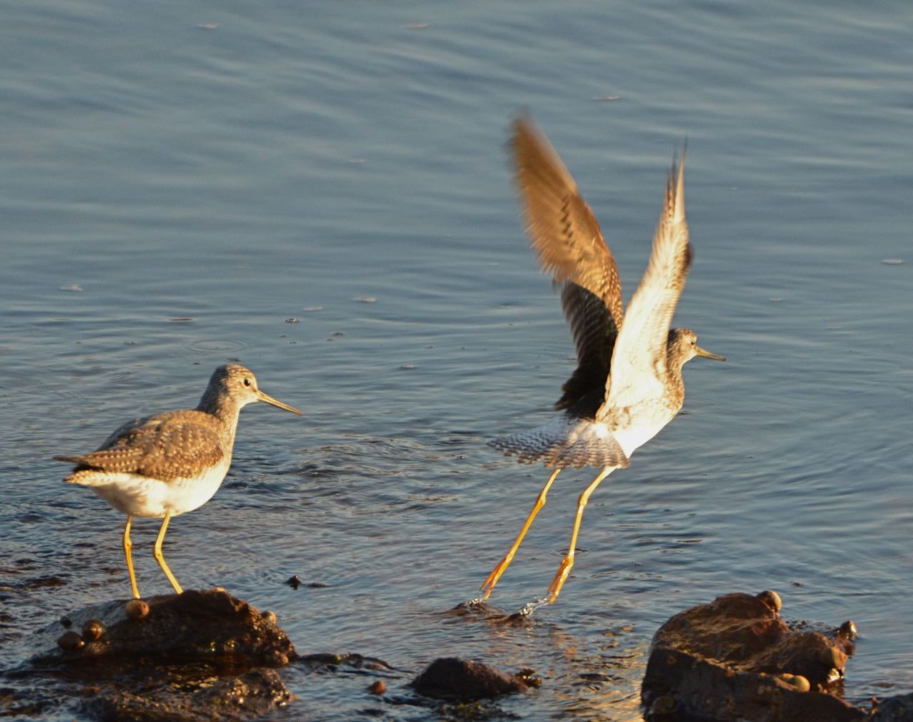 Flower Hill Farm: Glimpses From The Edge - A Wildlife Sanctuary - Cape ...