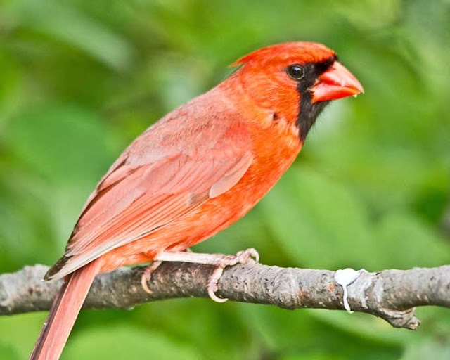 East Gwillimbury CameraGirl: Cardinal/World Bird