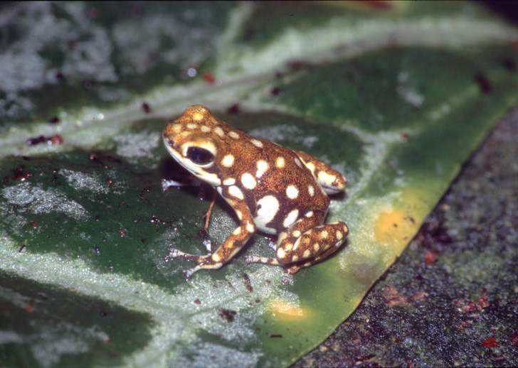 The Spring Peeper: "New" Frogs