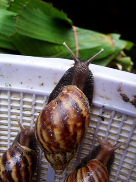 漁人碼頭的戰爭 - The Battle of Fisherman's Wharf: 6月 2015