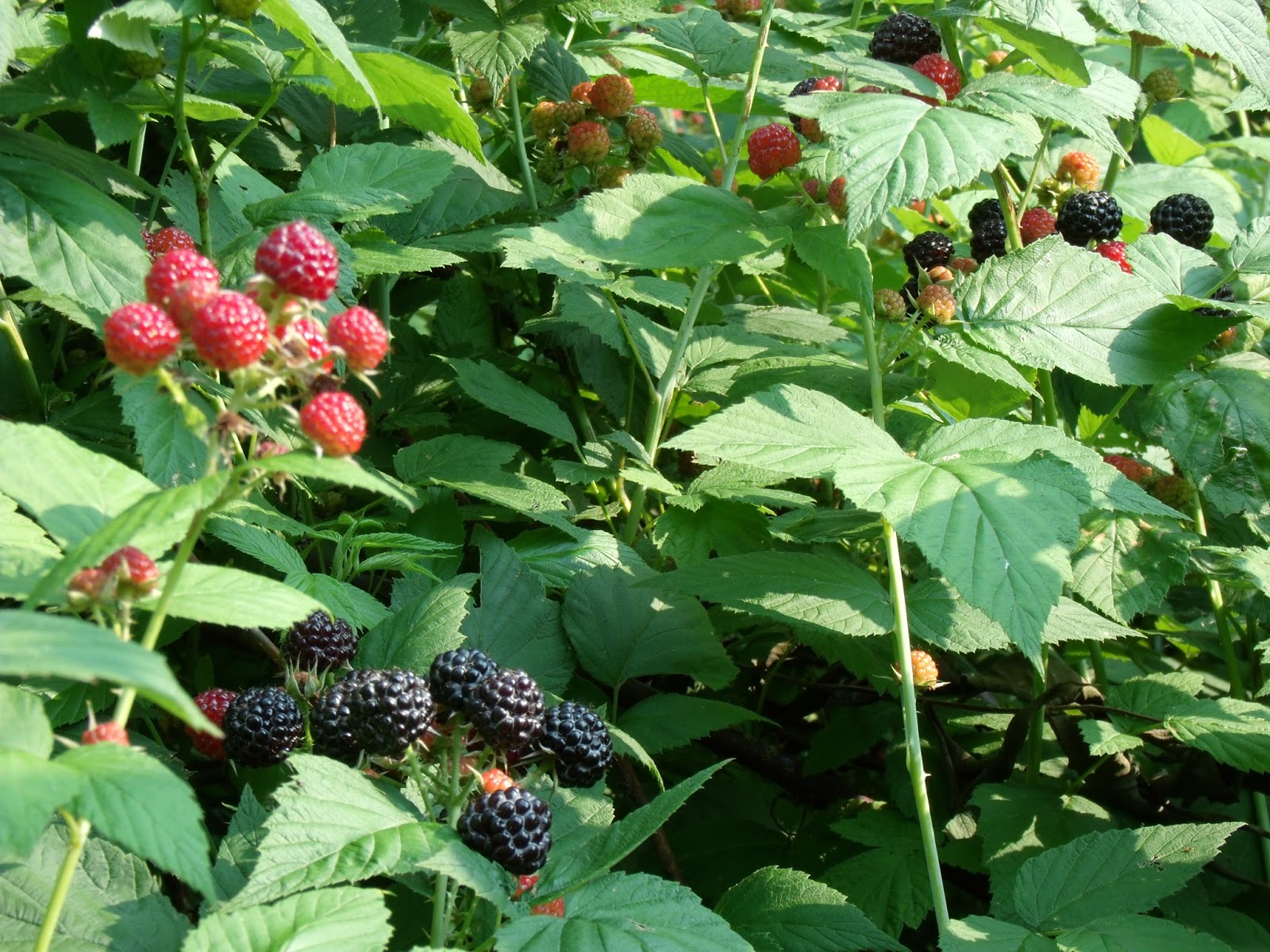 Gear Acres at Top of the Hill: Our Wild Black Raspberry Patch