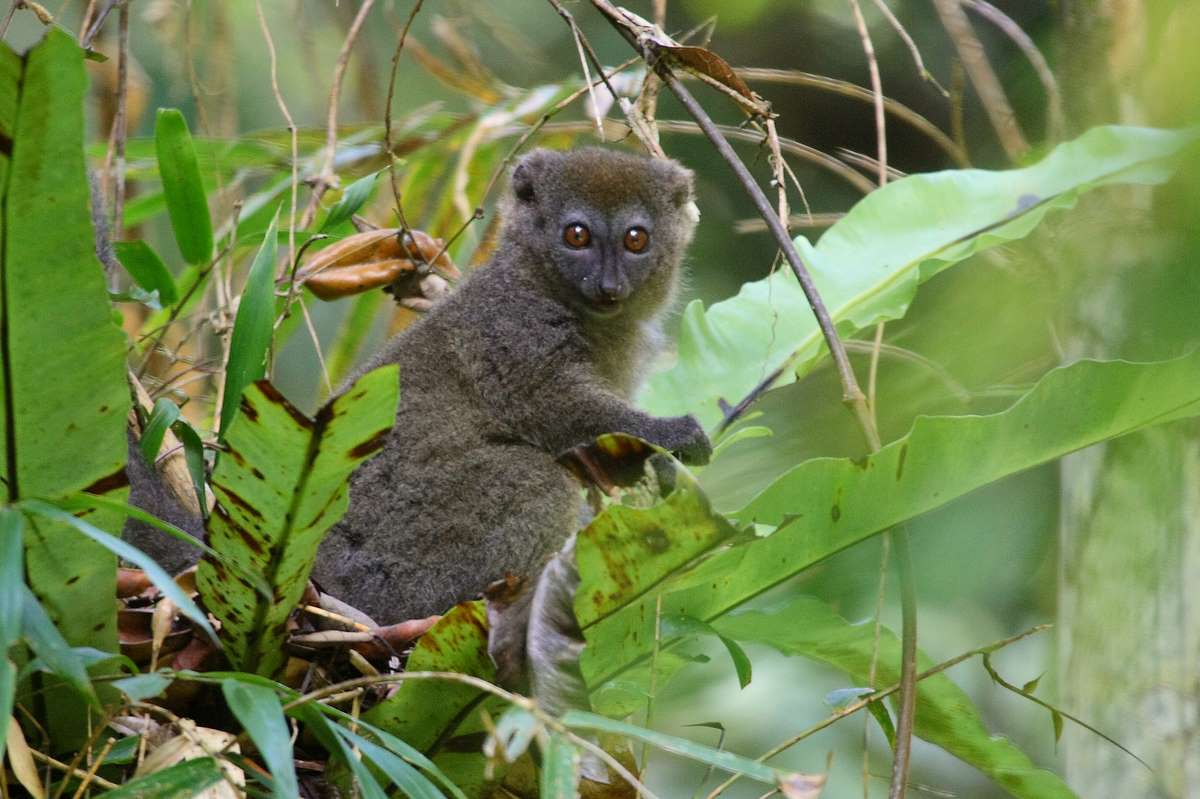 The Greater Bamboo Lemur - SNSH