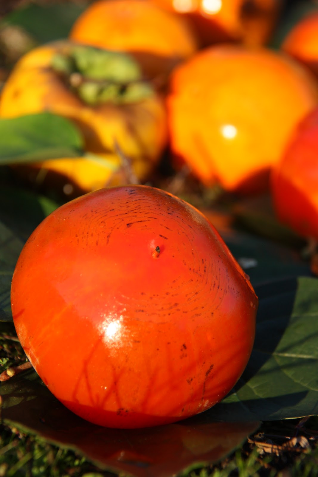 Tentações sobre a Mesa: Tarte de Dióspiro