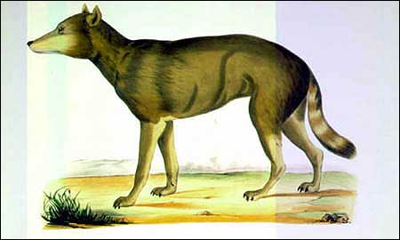 White Wolf : The Japanese Wolf - The World's Smallest Wolf Ever