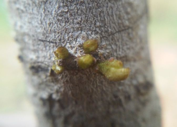 Tunas Pohon Tanaman Rambutan Binjai Mirip Kampit Kepiting