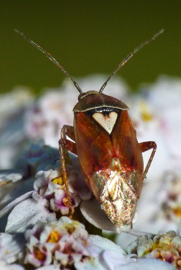 My Ultimate affection in ART's: An ultimate heart shape [2013]