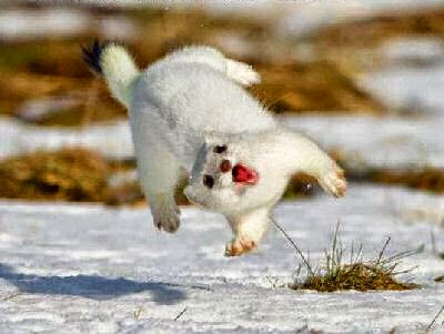 Wiki World: Windy Animal