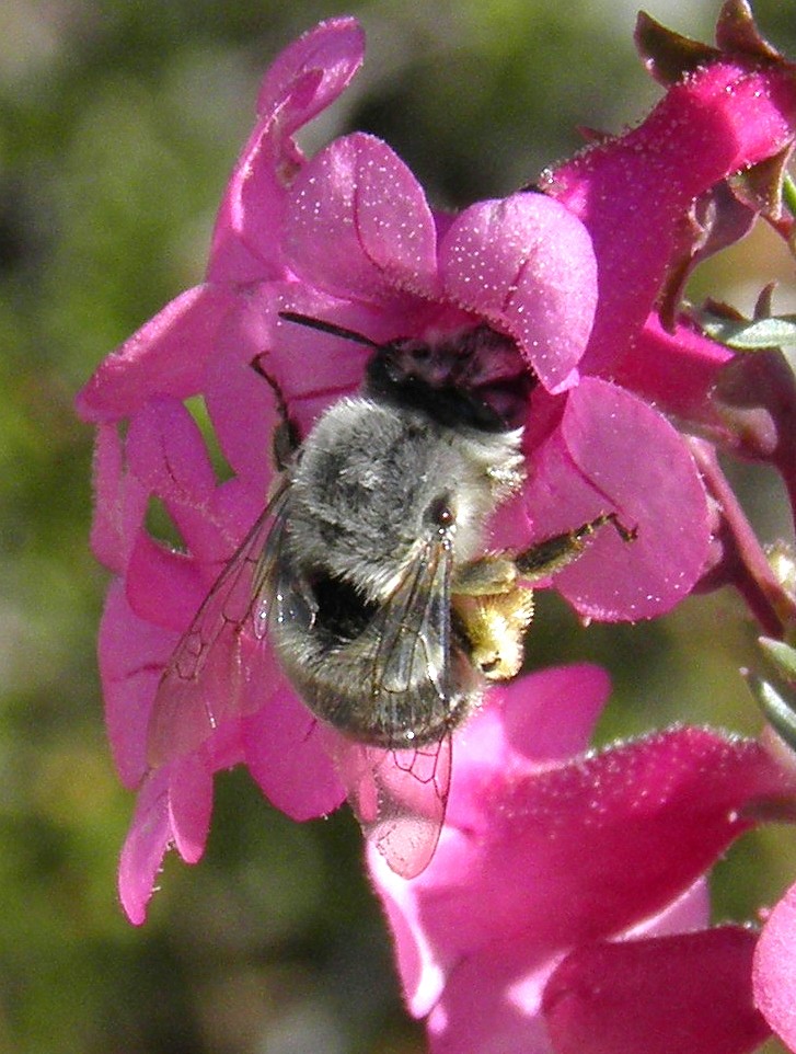 Arizona: Beetles, Bugs, Birds and more: Desert Bees
