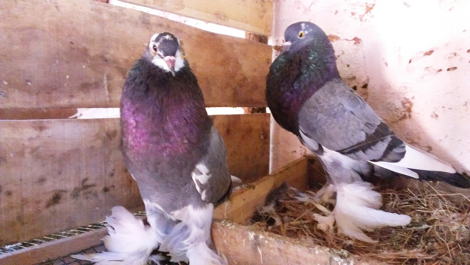 HAPPYPETSMARAKKARA: pouter pigeon