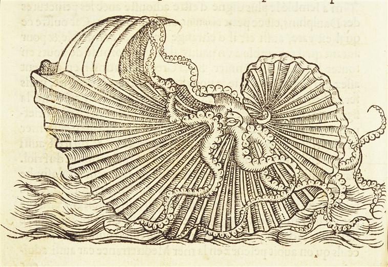 Caviglia's Cabinet of Curiosities: Phylum: Mollusca Class: Cephalopoda ...