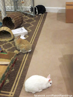 Rabbit Ramblings: Things Lucy did, the difference she made