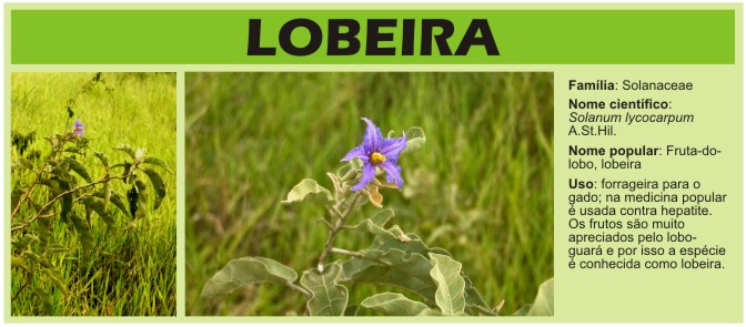 LEIVA ALÉM: Já ouviu falar na Lobeira???