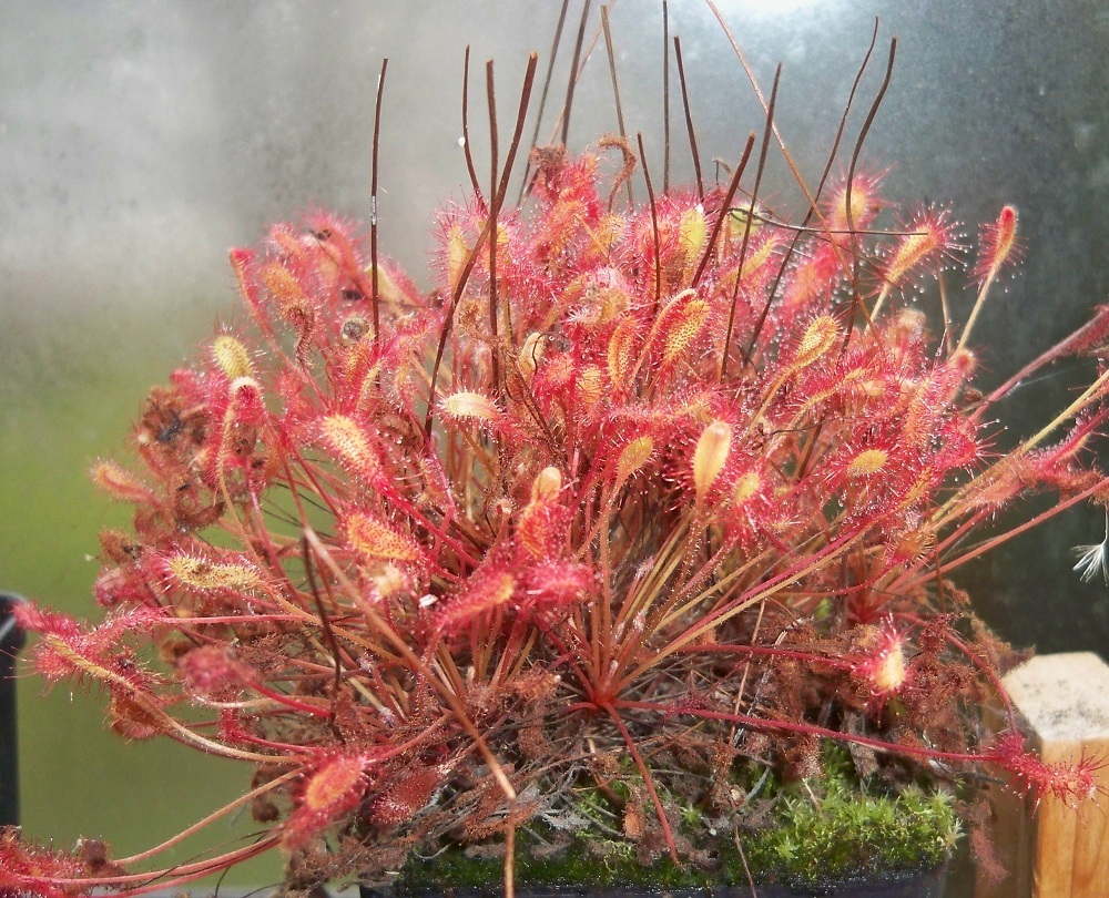 Plant of the Day: Plant of the day is: Drosera affinis or South African ...