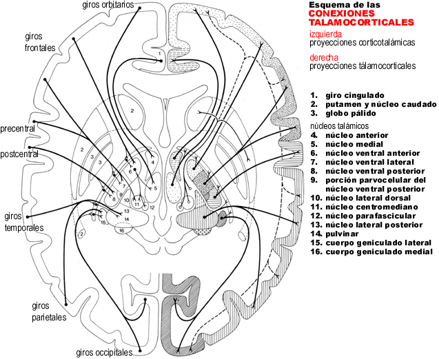 PROCESOS MADURATIVOS INFANTILES: CONEXIONES ENTRE EL TALAMO Y LA CORTEZA