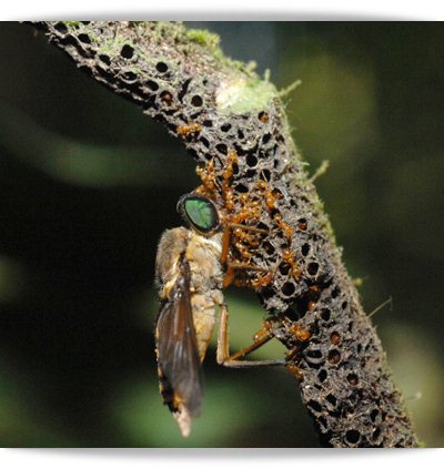 5 Curiosos e fascinantes insetos predadores | Gato Ninja